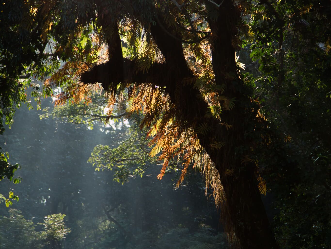 When to visit - Yayu Biosphere : EN